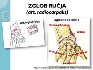 Manuelni misicni test rucnog zgloba (art. radiocarpalis) Wrist | PDF