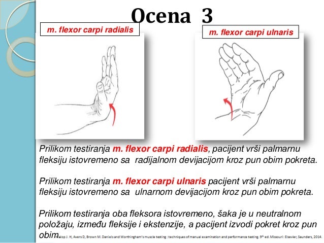 Manuelni misicni test rucnog zgloba (art. radiocarpalis) Wrist
