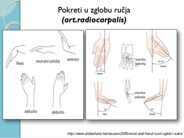 Manuelni misicni test rucnog zgloba (art. radiocarpalis) Wrist