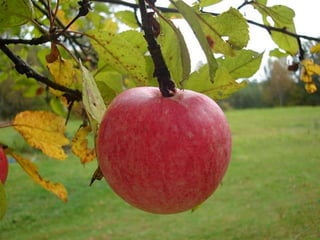 Rudens | PPTX