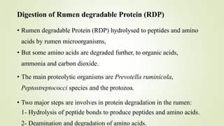 RUDP and RDP.pptx digestion and utilization | PPTX