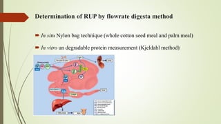 RUDP and RDP.pptx rumin degradable protein | PPTX