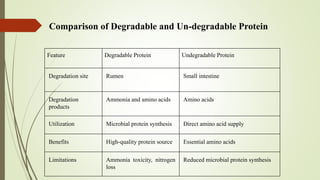 RUDP and RDP.pptx rumin degradable protein | PPTX