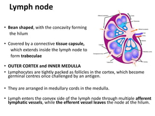 lymphatics of face | PPTX