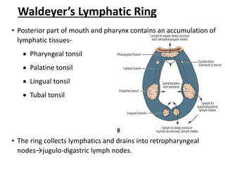 lymphatics of face | PPTX
