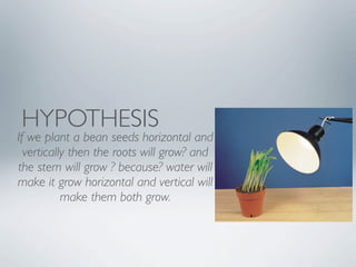 plant progject_los | KEY