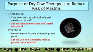 Implementing and Evaluating a Selective Dry Cow Therapy Program | PPTX