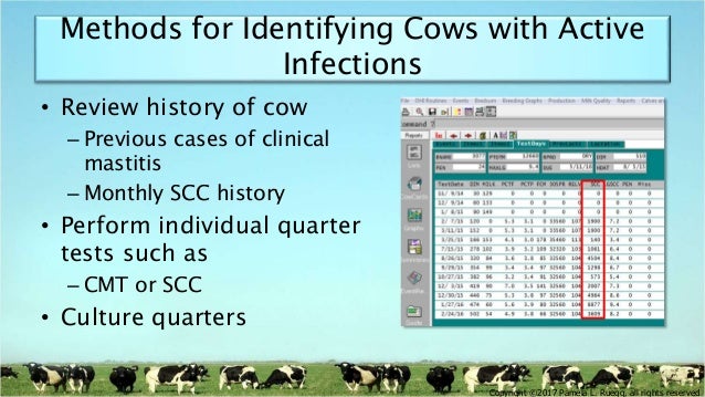 Implementing and Evaluating a Selective Dry Cow Therapy Program
