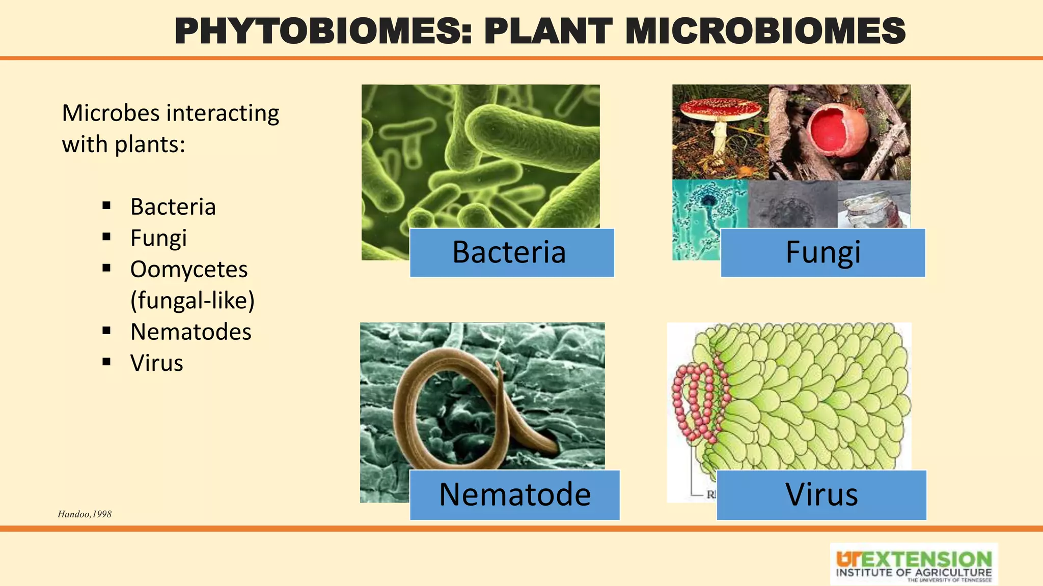 Rufus plant microbe interactions | PPTX