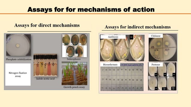 Rufus plant microbe interactions | PPT