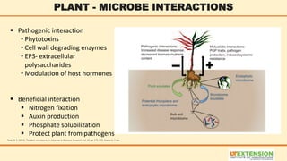 Rufus plant microbe interactions | PPTX