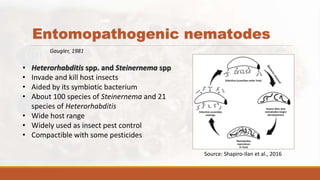 Wayback: History of Entomopathogenic Nematodes.pptx