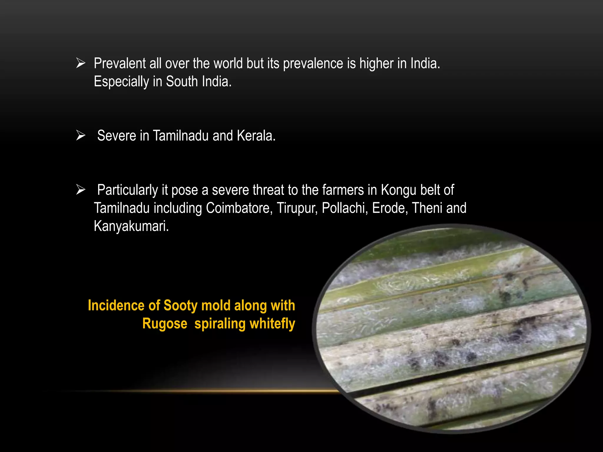 RUGOSE SPIRALING WHITEFLY.pptx