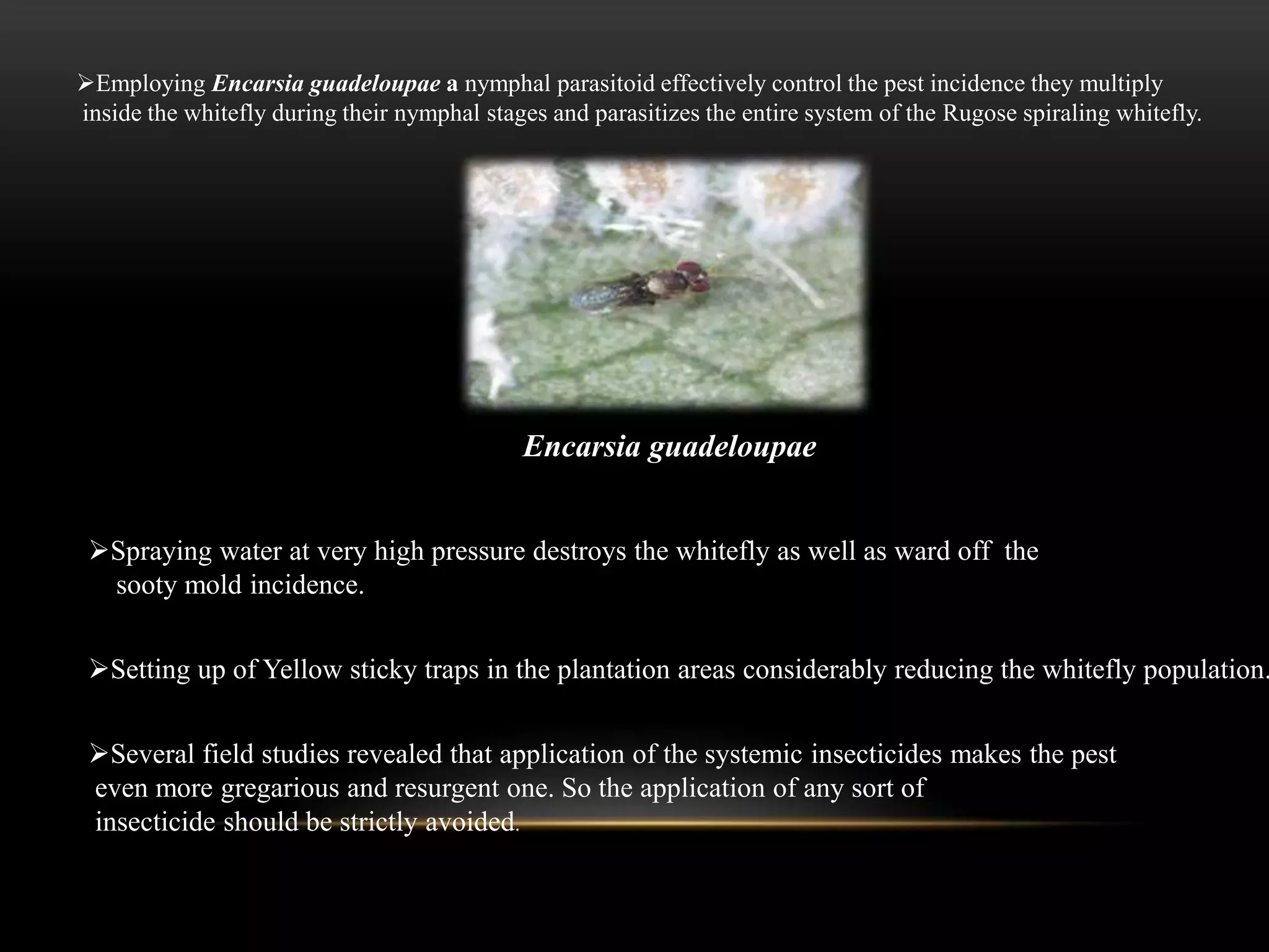 RUGOSE SPIRALING WHITEFLY.pptx