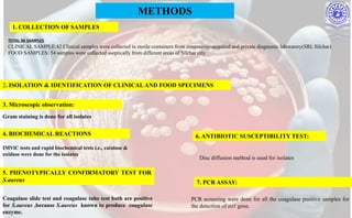 identification and characterization of Staphylococuss. aureus from ...