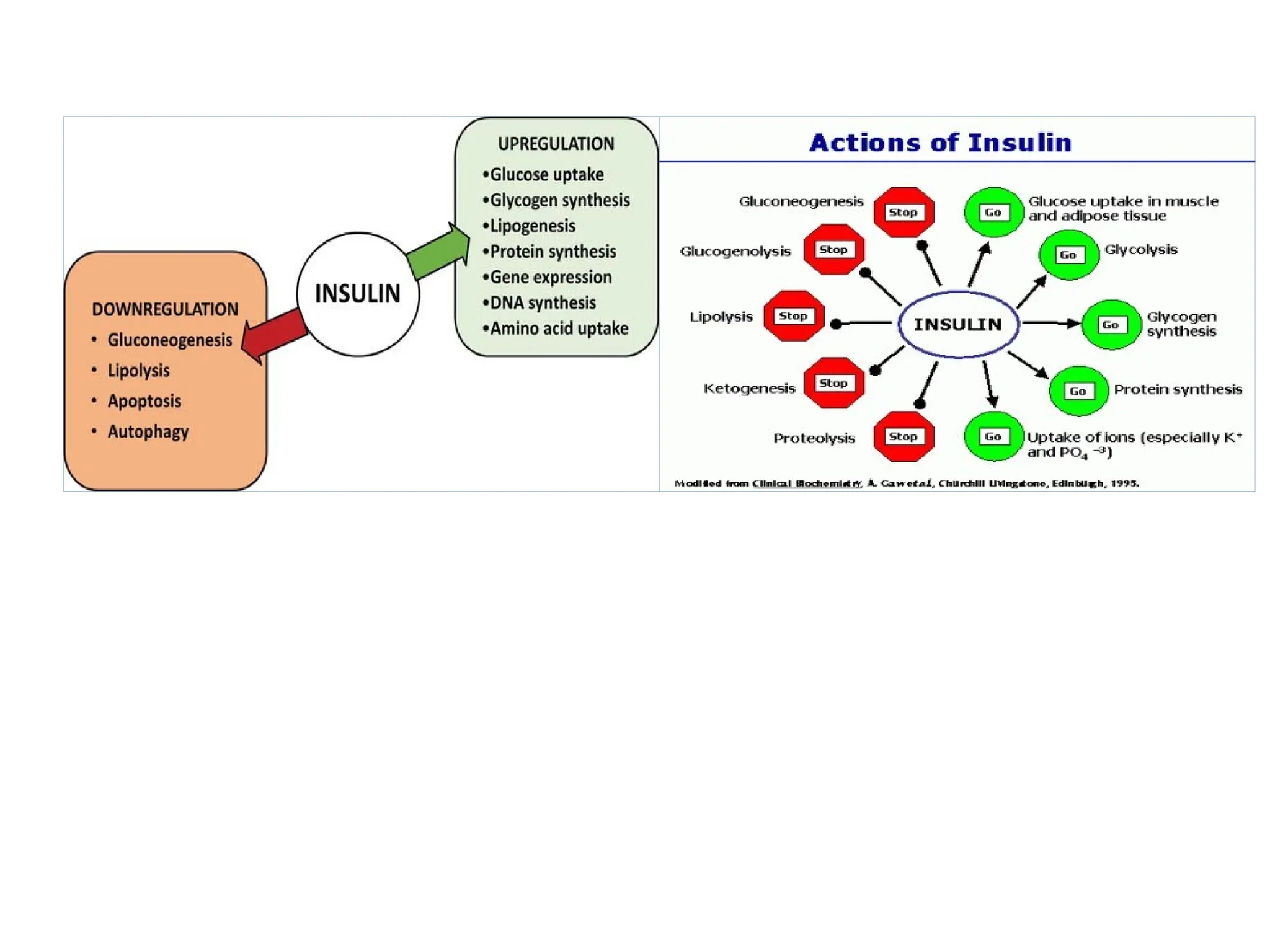 RUHS Insulin Conclave- Insulin: Past, Present & Future | PPTX