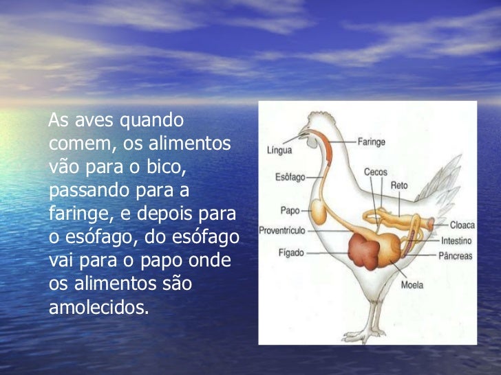 sistema digestivo das aves