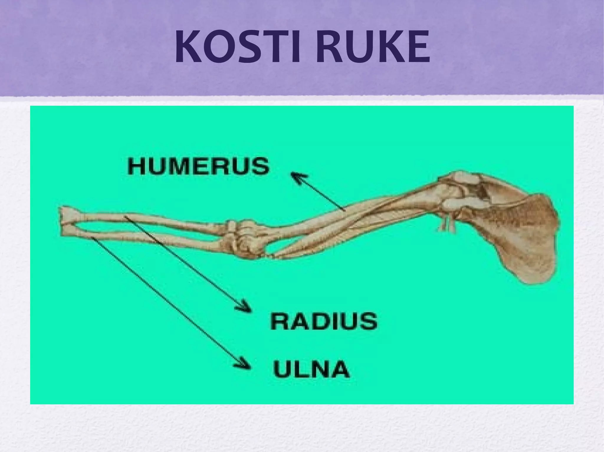 KOSTI RUKE | ODP