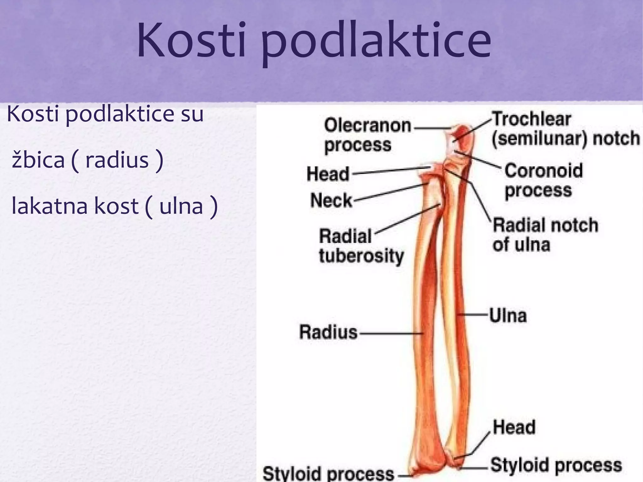 KOSTI RUKE | ODP