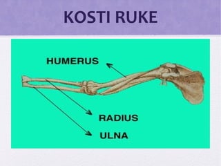 KOSTI RUKE | ODP