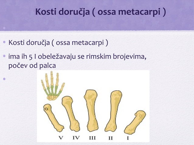 KOSTI RUKE | ODP