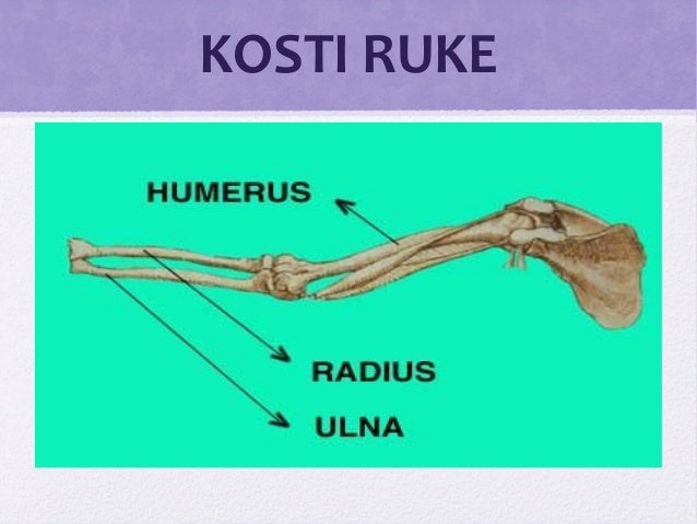 KOSTI RUKE