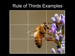 Rule of thirds | PPT