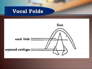 Rules of voicing | PPTX