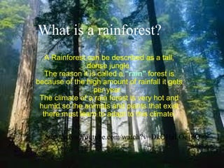 tropical rainforest | PPT