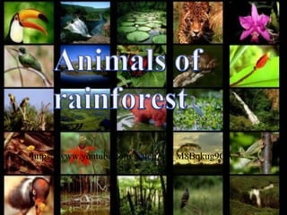 tropical rain forest | PPT