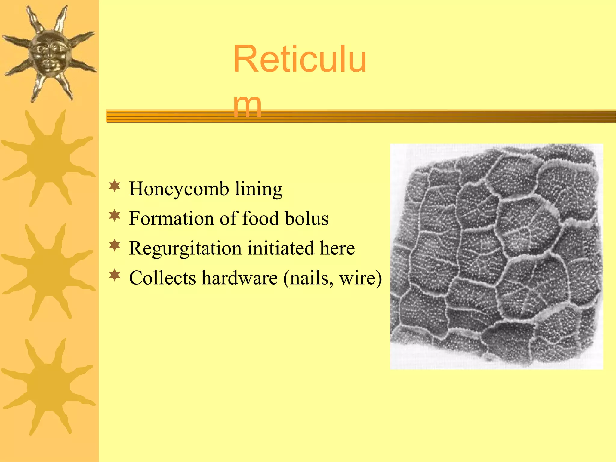 Rumen | PPT | Chemistry | Science