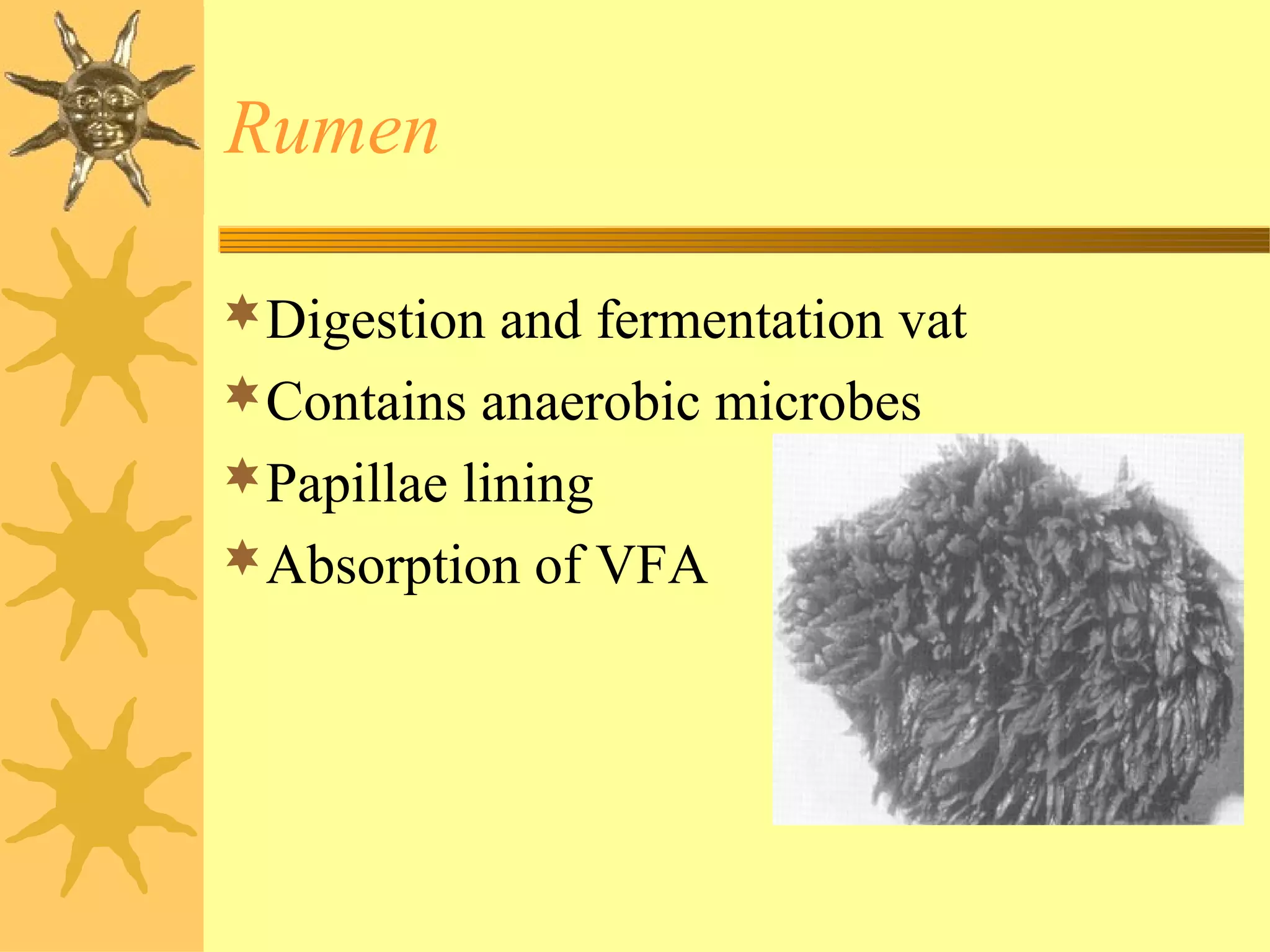 Rumen | PPT