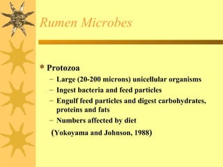 Rumen | PPT