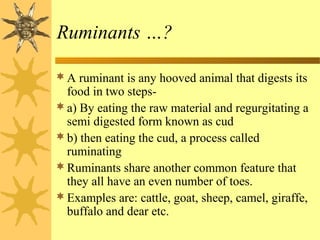 Rumen | PPT