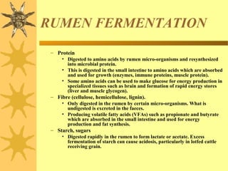Rumen | PPT
