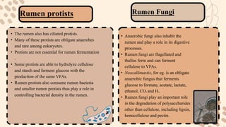 Rumen.pptx