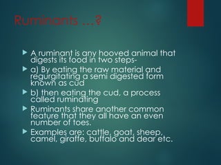 Rumen Biotechnology in Cattle and Buffalo.ppt