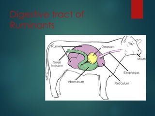 Rumen Biotechnology in Cattle and Buffalo.ppt