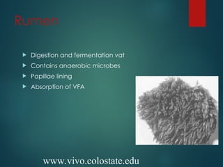 Rumen Biotechnology in Cattle and Buffalo.ppt