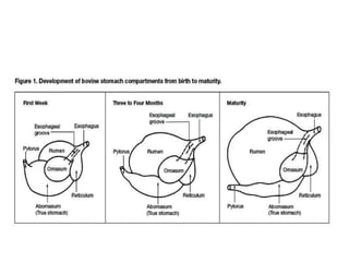 Rumen development and function | PPTX