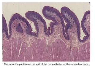 Rumen development and function | PPTX