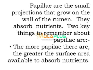 Rumen development and function | PPTX