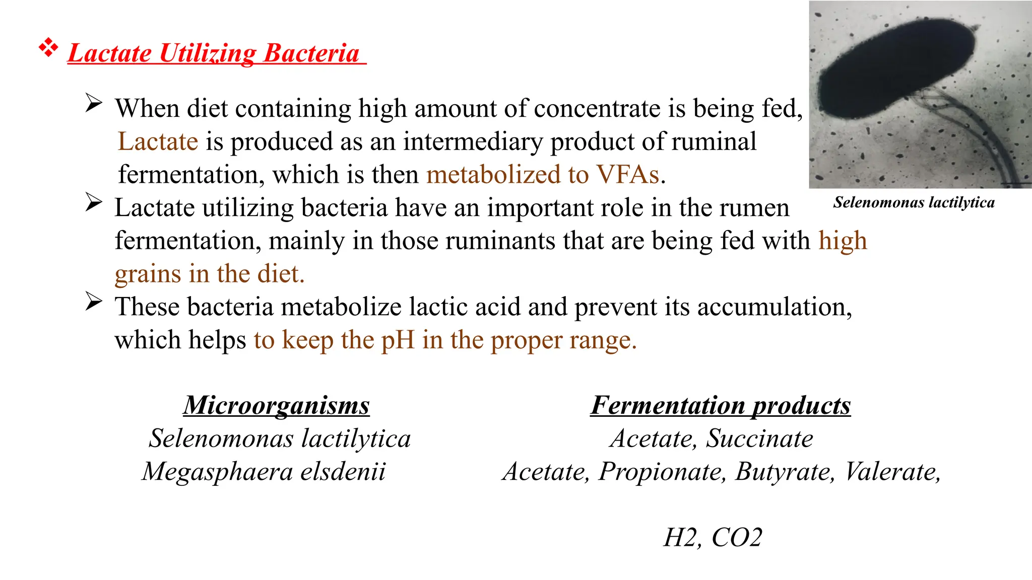 RUMEN ECOSYSTEM AND CLASSIFICATION OF RUMEN MICROBES.pptx