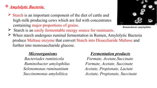 RUMEN ECOSYSTEM AND CLASSIFICATION OF RUMEN MICROBES.pptx
