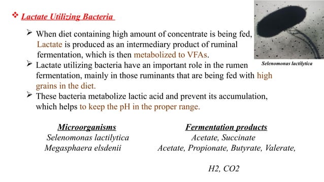 RUMEN ECOSYSTEM AND CLASSIFICATION OF RUMEN MICROBES.pptx | Biological ...
