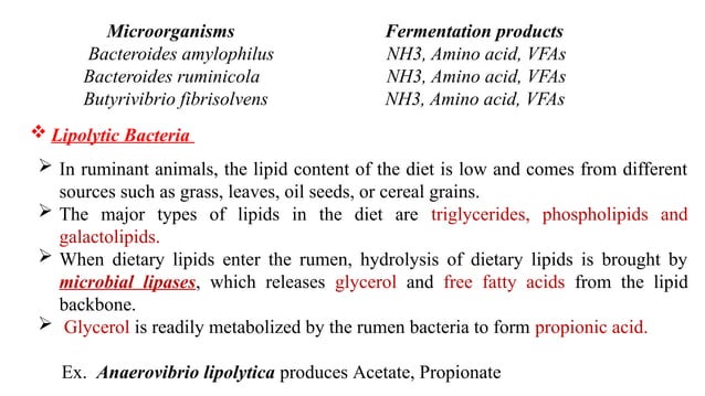 RUMEN ECOSYSTEM AND CLASSIFICATION OF RUMEN MICROBES.pptx | Biological ...