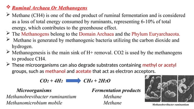 RUMEN ECOSYSTEM AND CLASSIFICATION OF RUMEN MICROBES.pptx | Biological ...