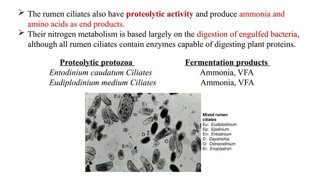 RUMEN ECOSYSTEM AND CLASSIFICATION OF RUMEN MICROBES.pptx | Biological ...