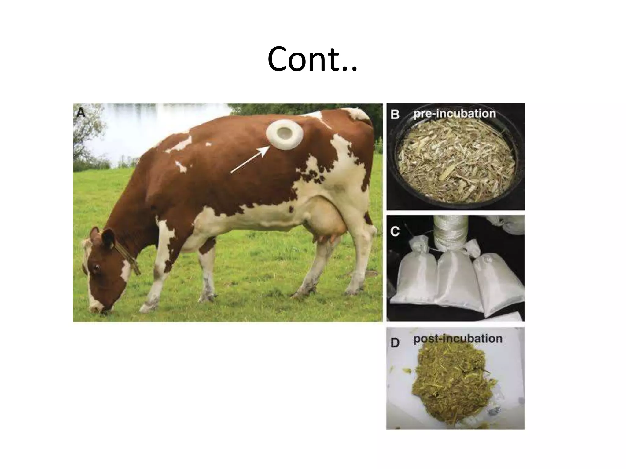 Rumen fistulation | PPTX