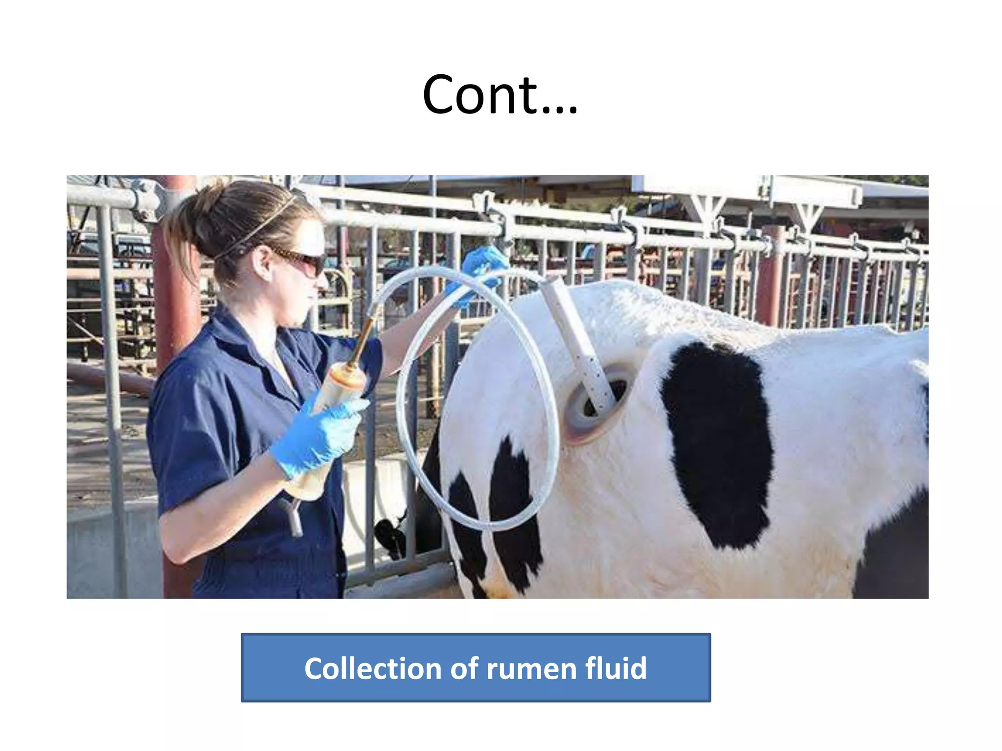 Rumen fistulation | PPTX